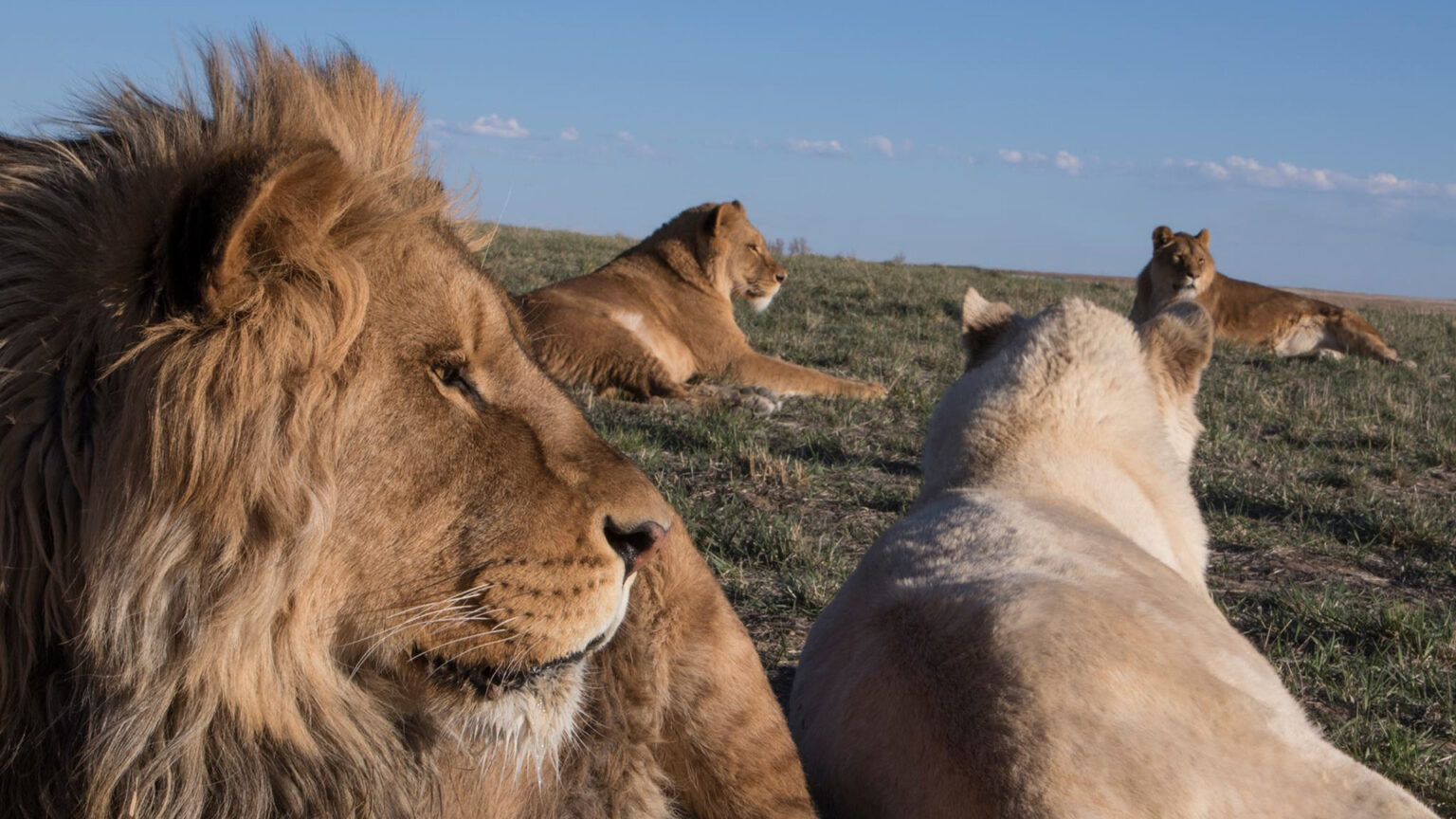 The Wild Animal Sanctuary in Keenesburg, Colorado